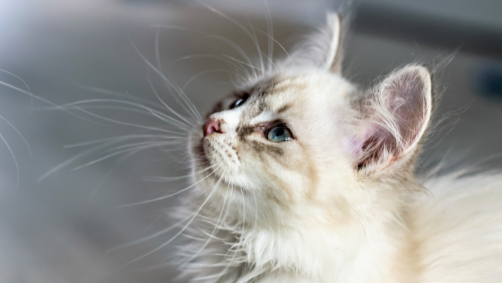 Hoe oud worden katten?